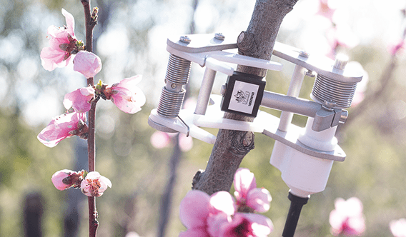 Dendrometers - ICT International